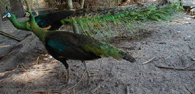Java Green Peafowl